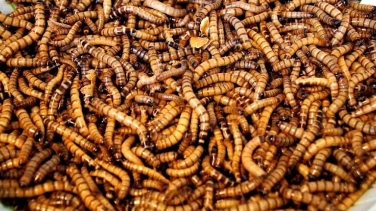 UE: "Tarme della farina si possono mangiare", insetti fonte di nutrimento