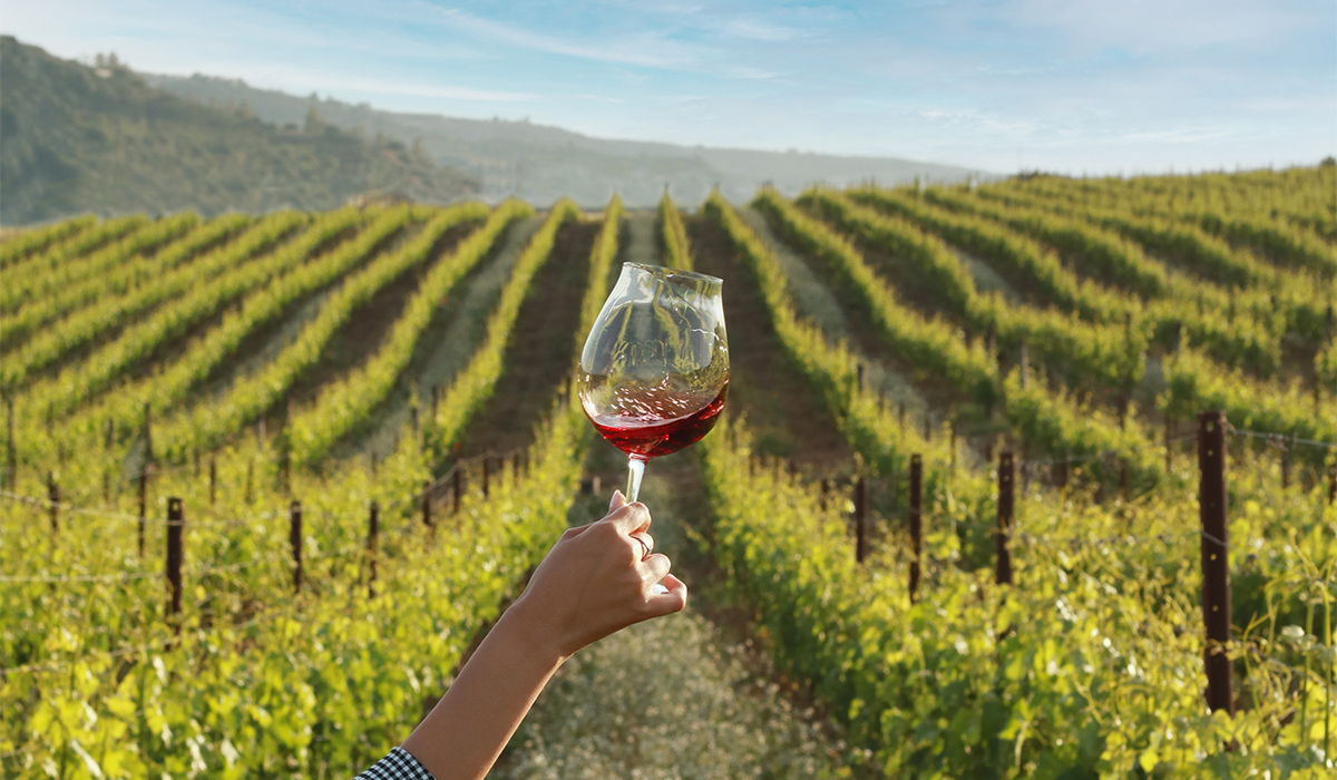 Domeniche tra i filari, visite e degustazioni nelle Tenute di Donnafugata